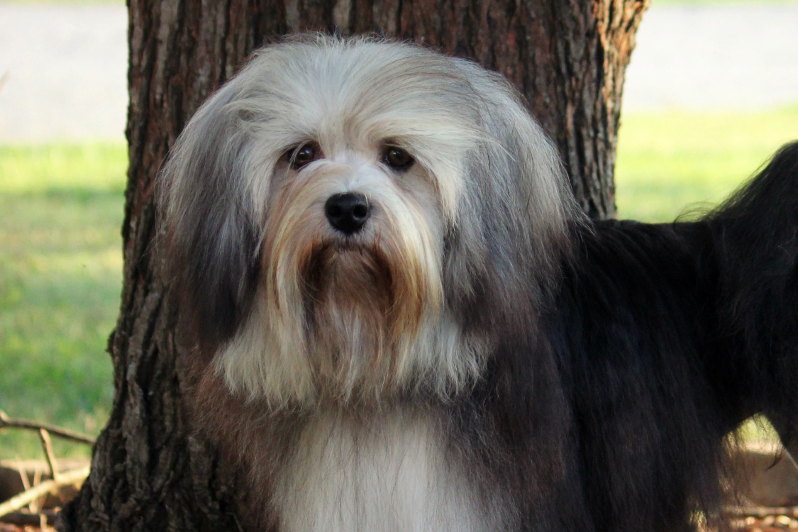 Löwchen - The Breed Archive